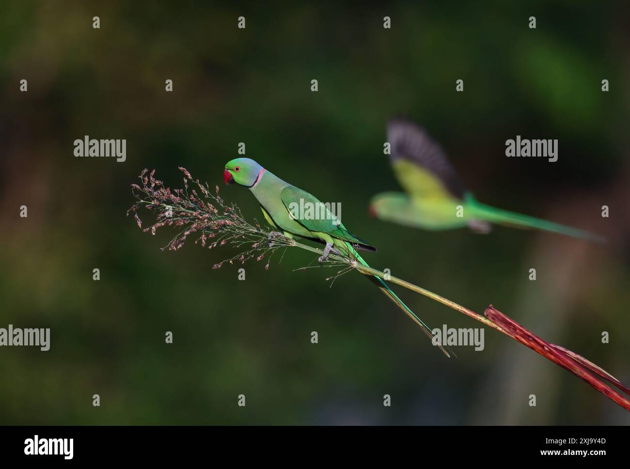 Colorful sub tropical bird hi-res stock photography and images - Alamy
