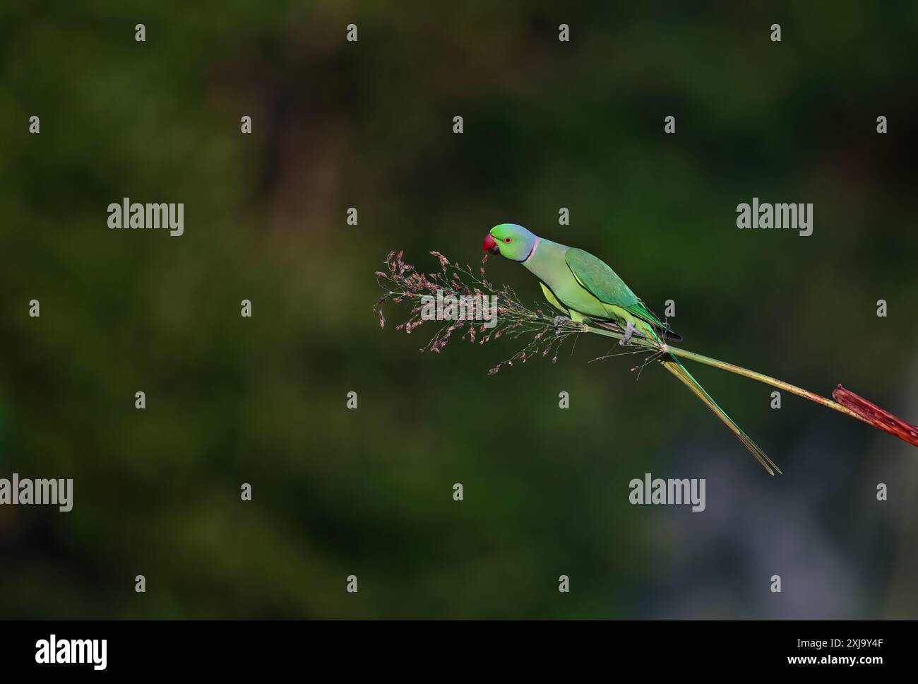 Rose-ringed Parakeet - A beautiful bird from parakeet family, found ...