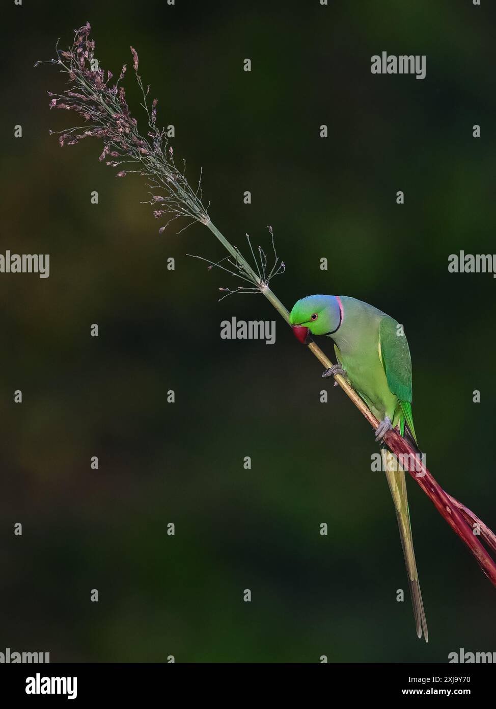 Rose-ringed Parakeet - A beautiful bird from parakeet family, found ...