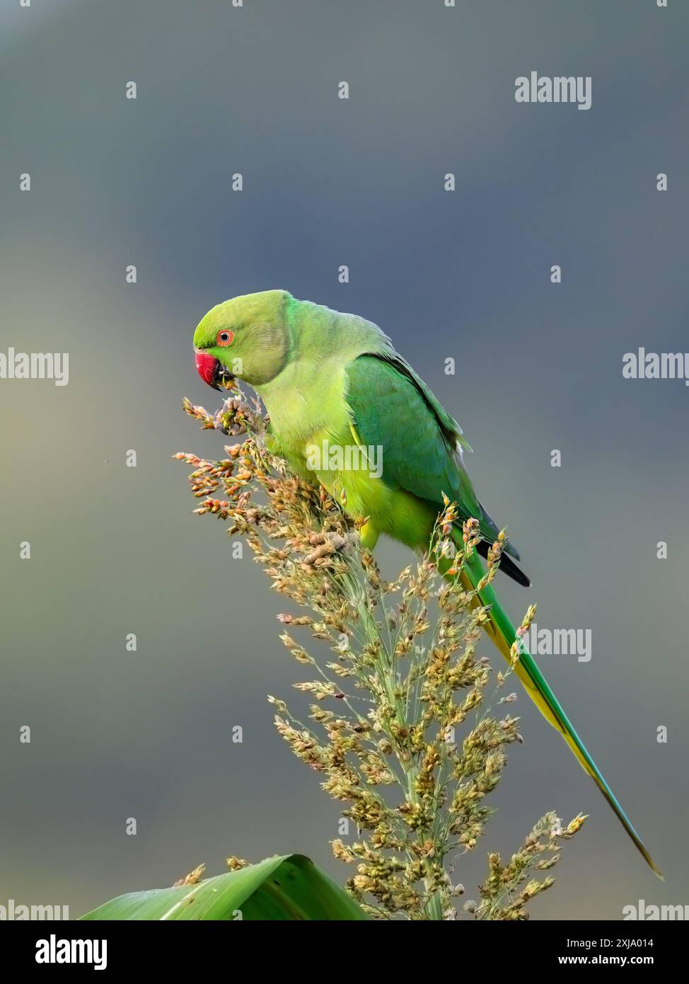 Rose-ringed Parakeet - A beautiful bird from parakeet family, found ...
