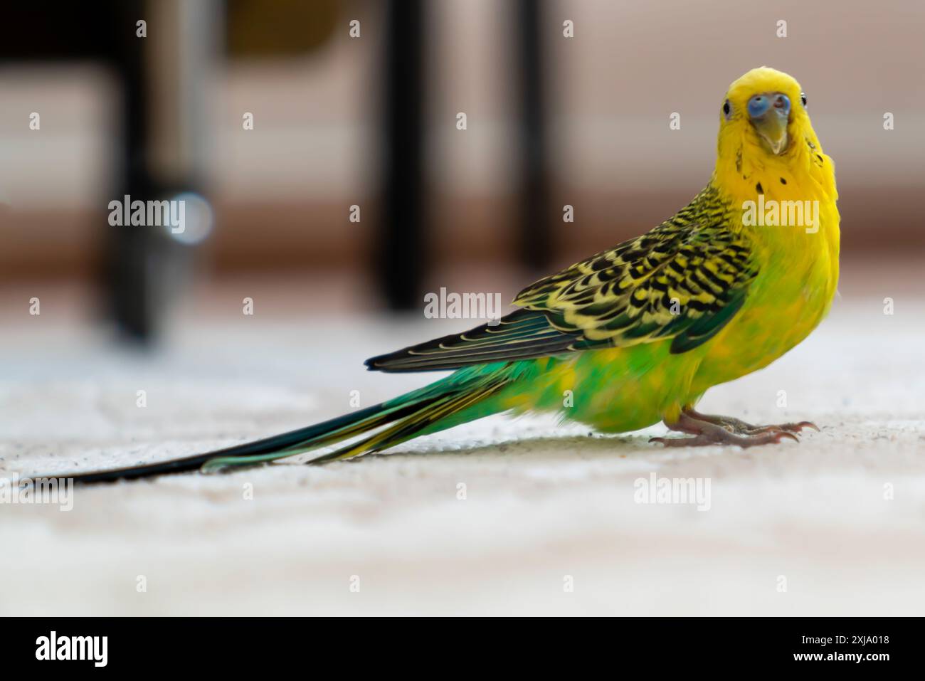 Green parrot budgie isolated on hi-res stock photography and images - Alamy