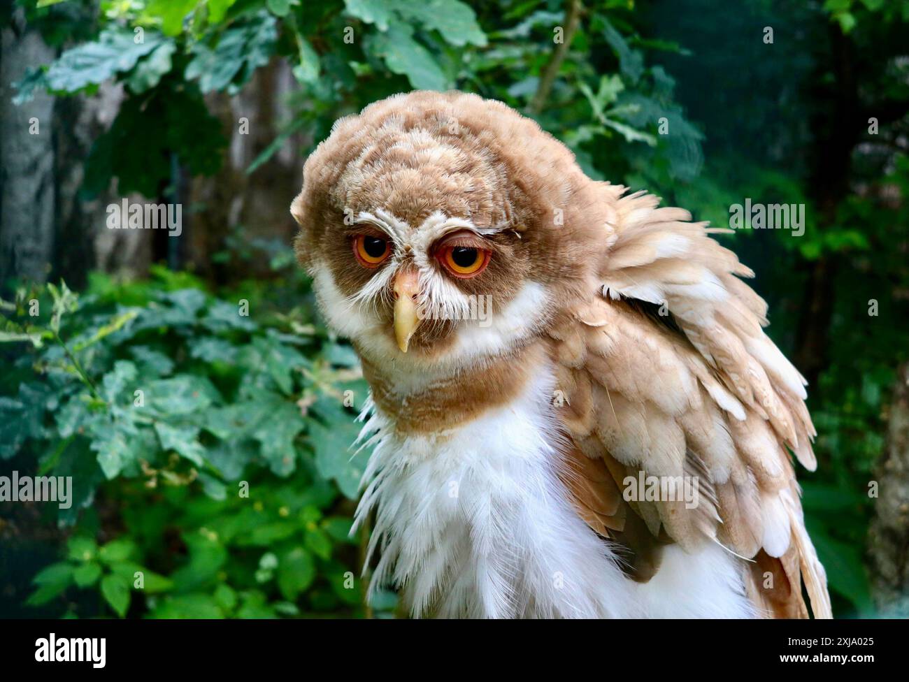 Owl landscape format hi-res stock photography and images - Alamy
