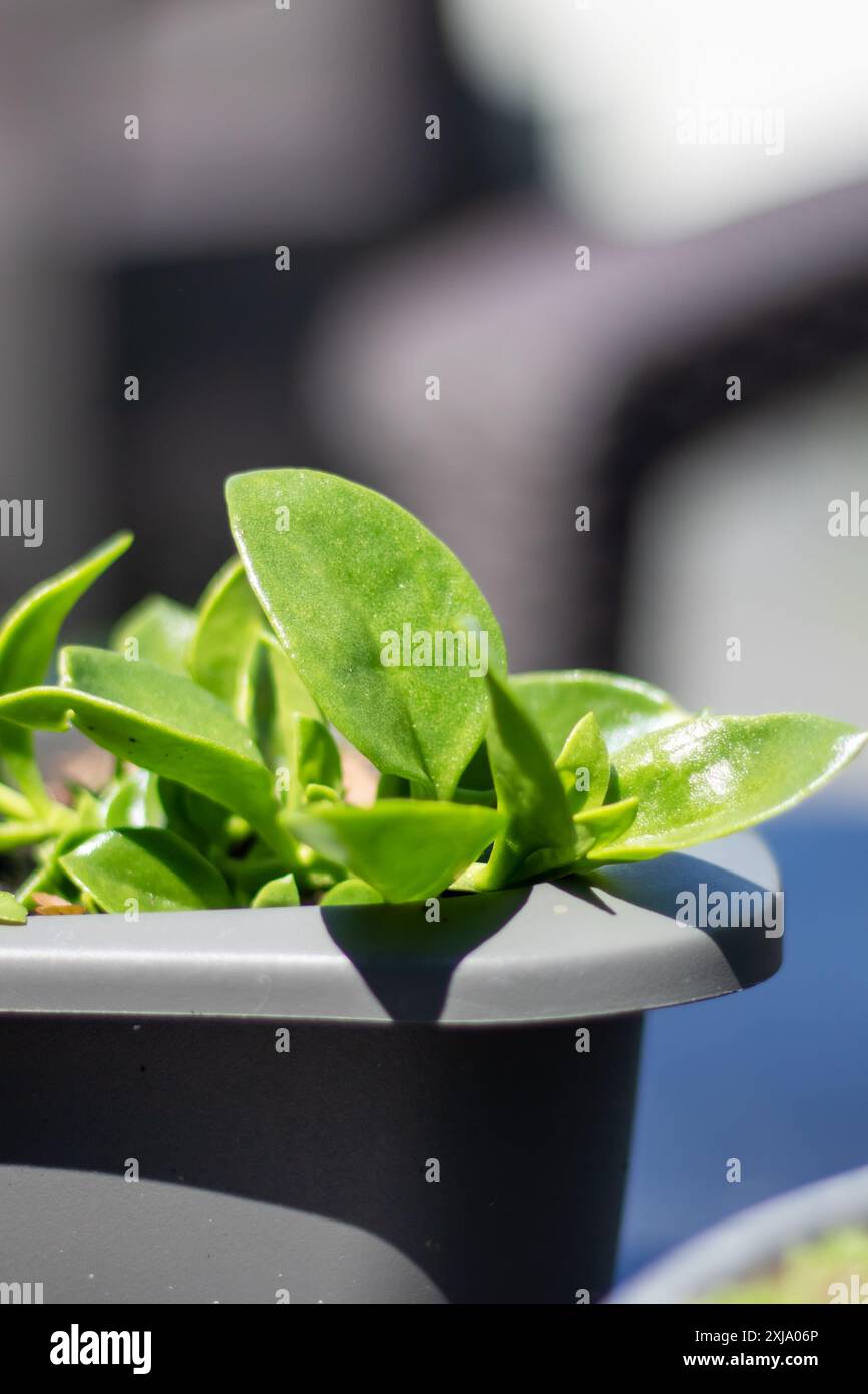 Lively tree abundant leaves stands hi-res stock photography and images ...