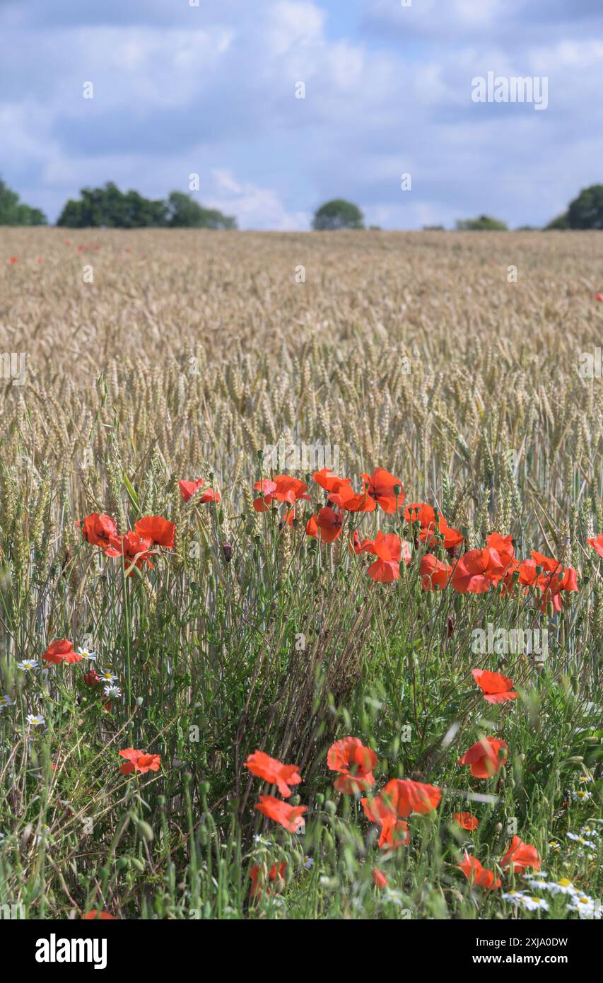 Red Field Poppies (Papaver rhoeas) growing in the arable field margin ...