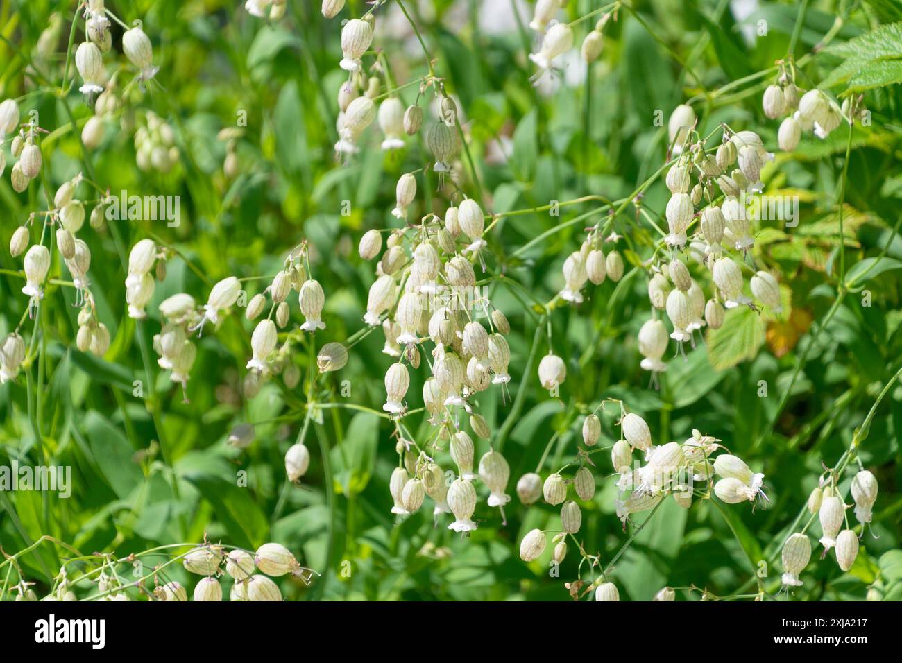 Beautiful small white flowers of Silene vulgaris. the bladder campion ...