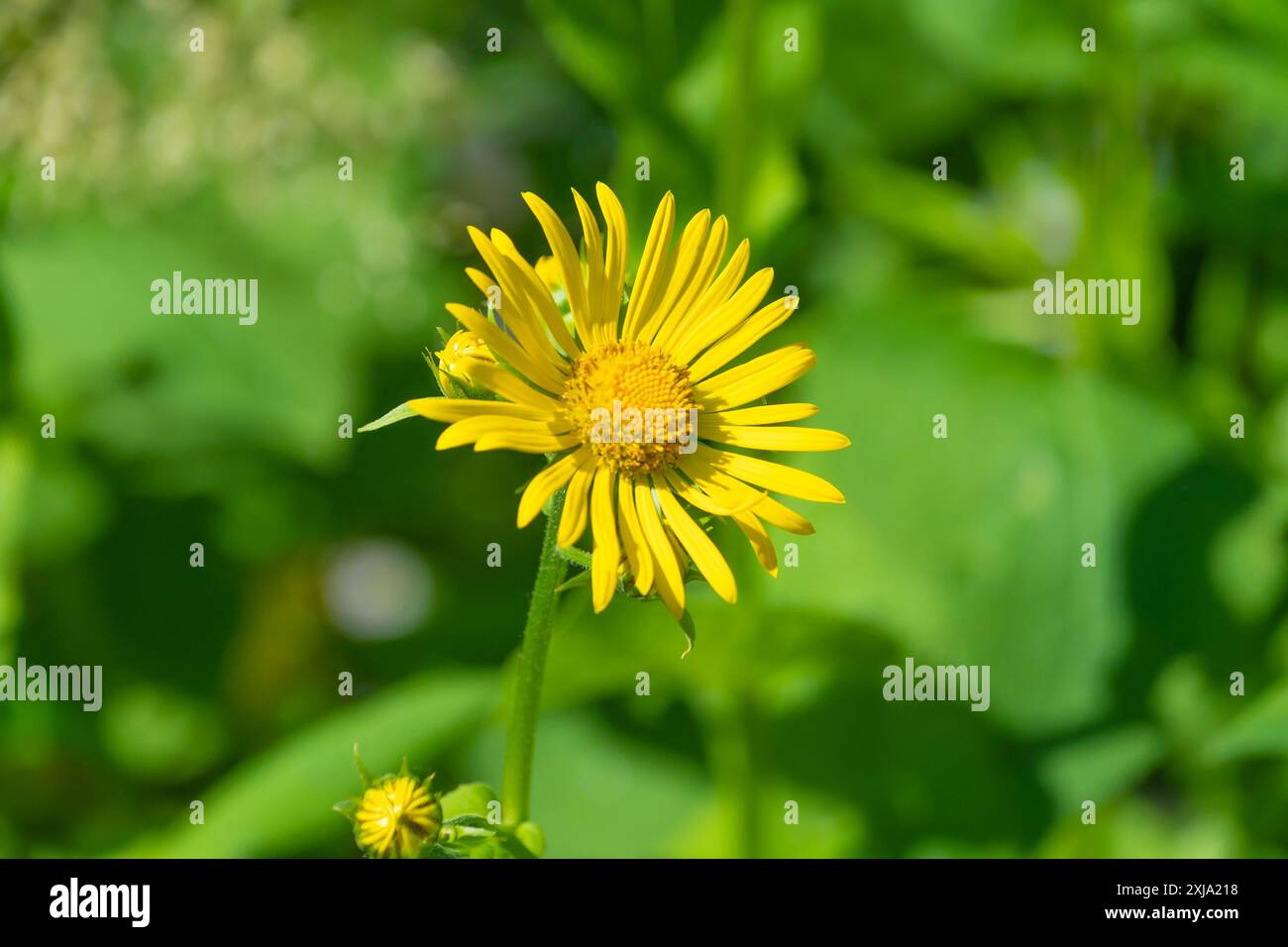 Yellow flowers of Doronicum austriacum, close-up. Mountain wildflowers ...