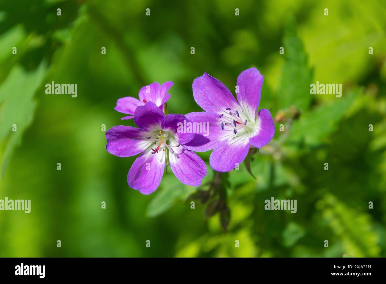 Beautiful purple flowers of Geranium sylvaticum, close-up. the wood ...