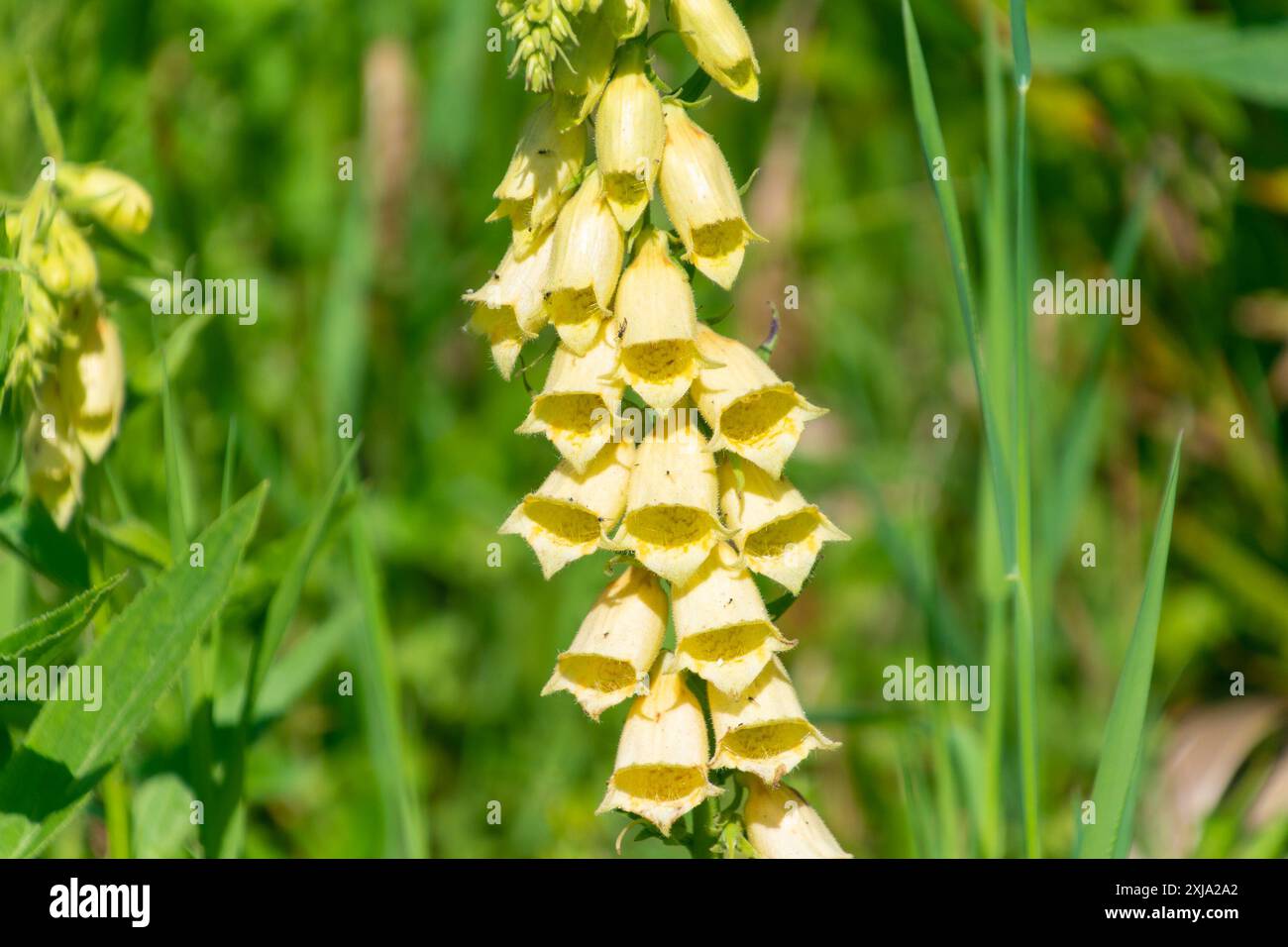 Beautiful yellow flowers of Digitalis grandiflora, the yellow foxglove ...