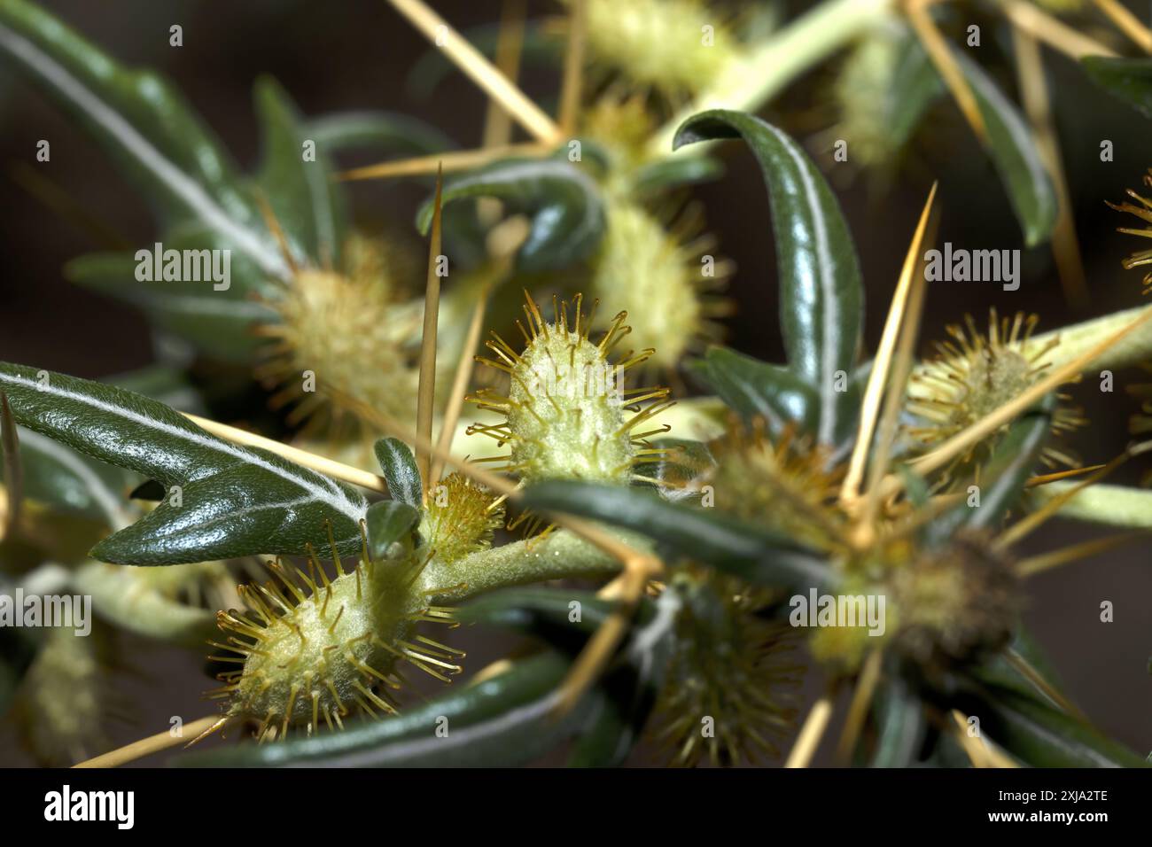 Coclebur hi-res stock photography and images - Alamy