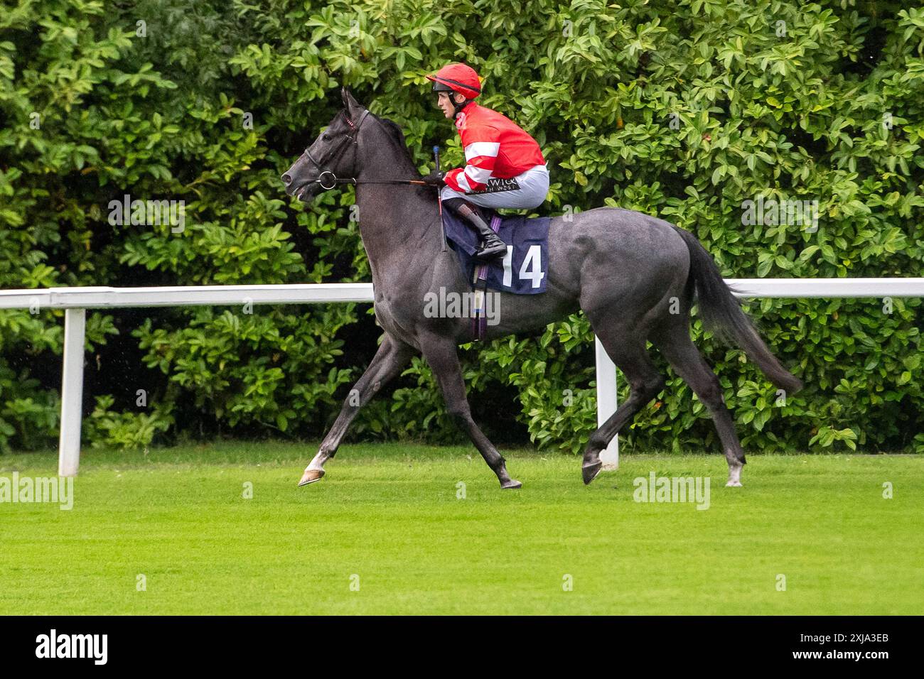 Red rum horse hi-res stock photography and images - Alamy