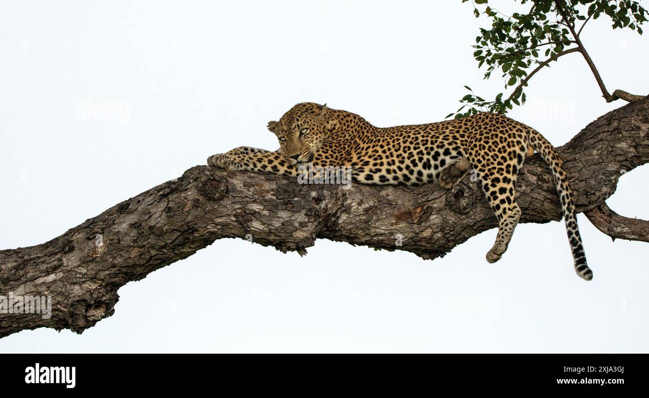 Leopard sleeping in tree branch hi-res stock photography and images - Alamy