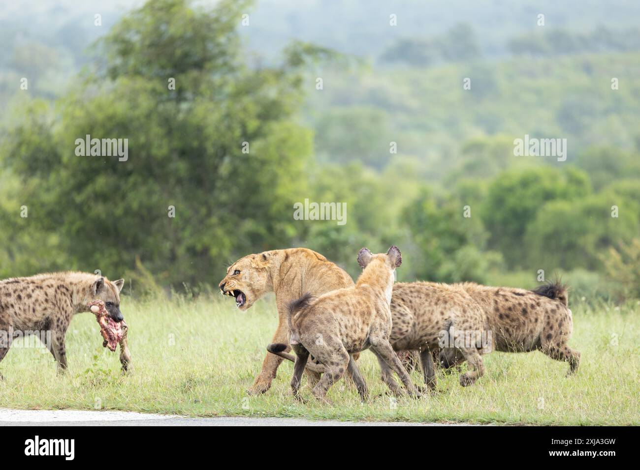 A Lioness, Panthera Leo, fighting with hyena, Hyaenidae, over a kill ...