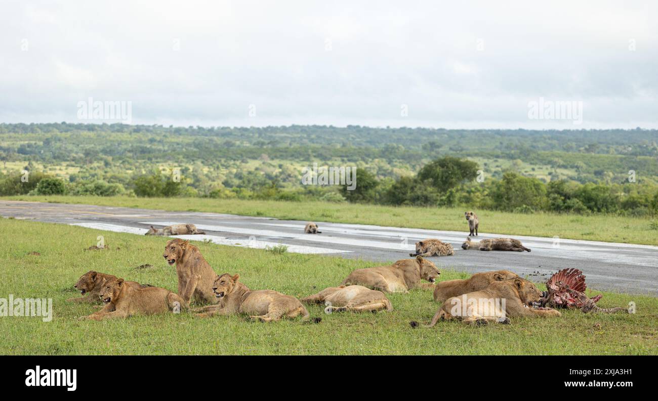 A pride of lions, Panthera Leo, and hyena, Hyaenidae, with a zebra ...