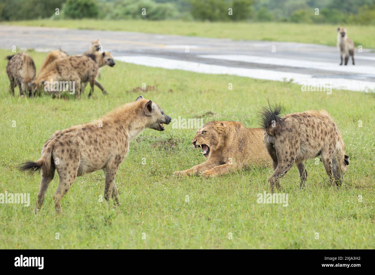 A Lioness, Panthera Leo, fighting with hyena, Hyaenidae, over a kill ...