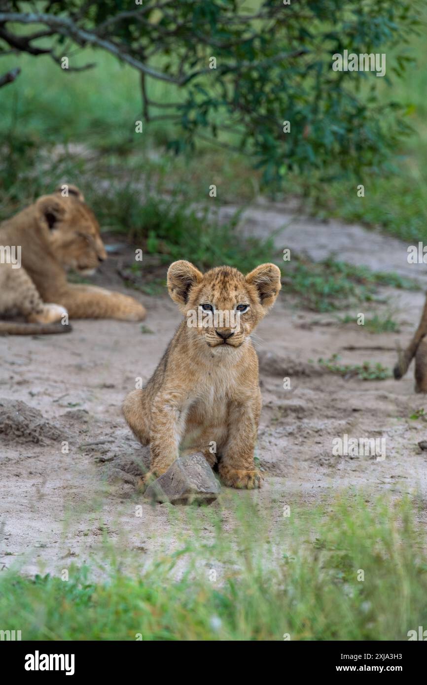 Lion cub sitting in hi-res stock photography and images - Alamy