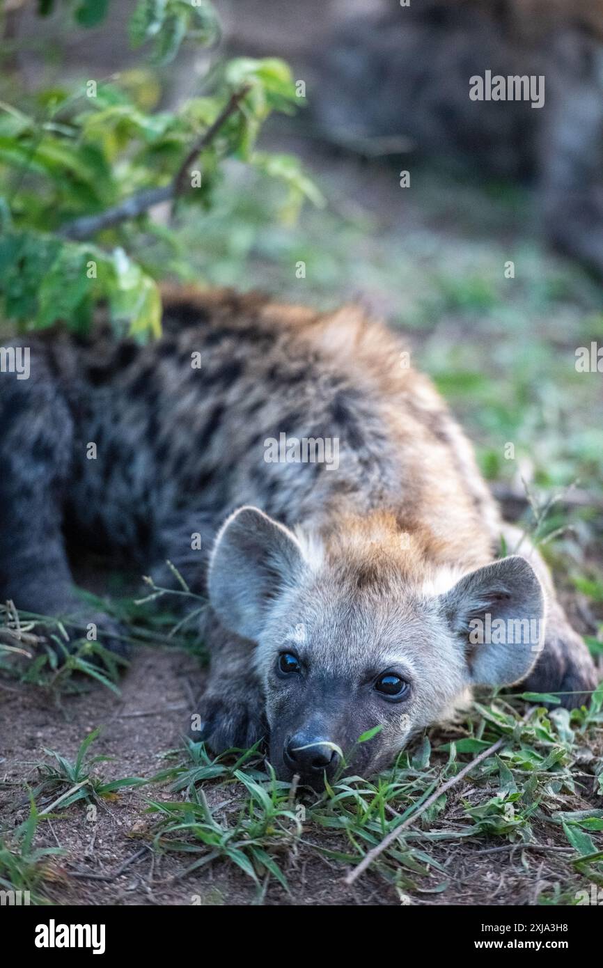 A hyena pup, Hyaenidae, lying down in grass Stock Photo - Alamy