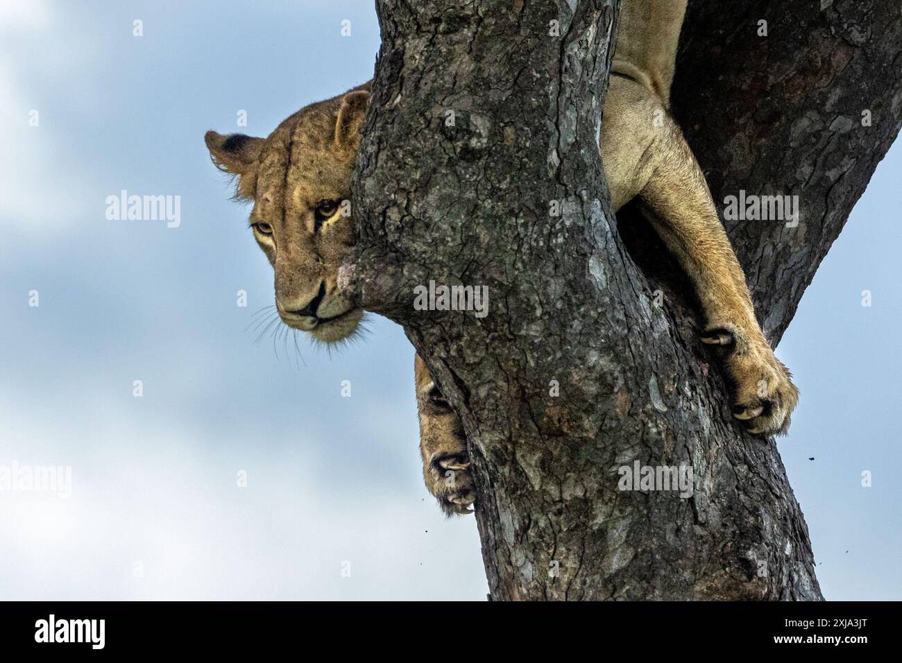 A lioness, Panthera Leo, decends from a Marula tree Stock Photo - Alamy