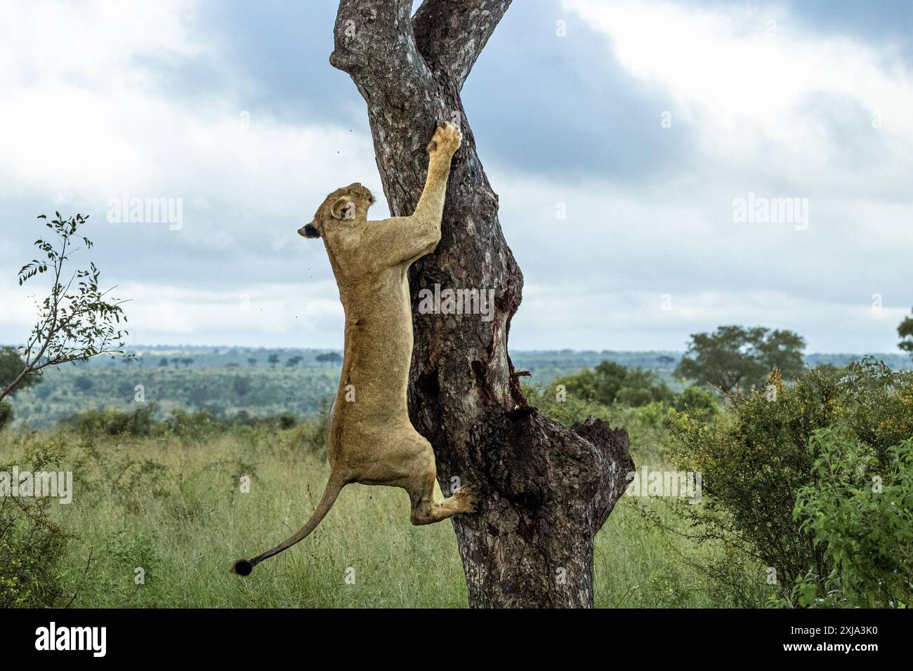 A lioness, Panthera Leo, decends from a Marula tree Stock Photo - Alamy