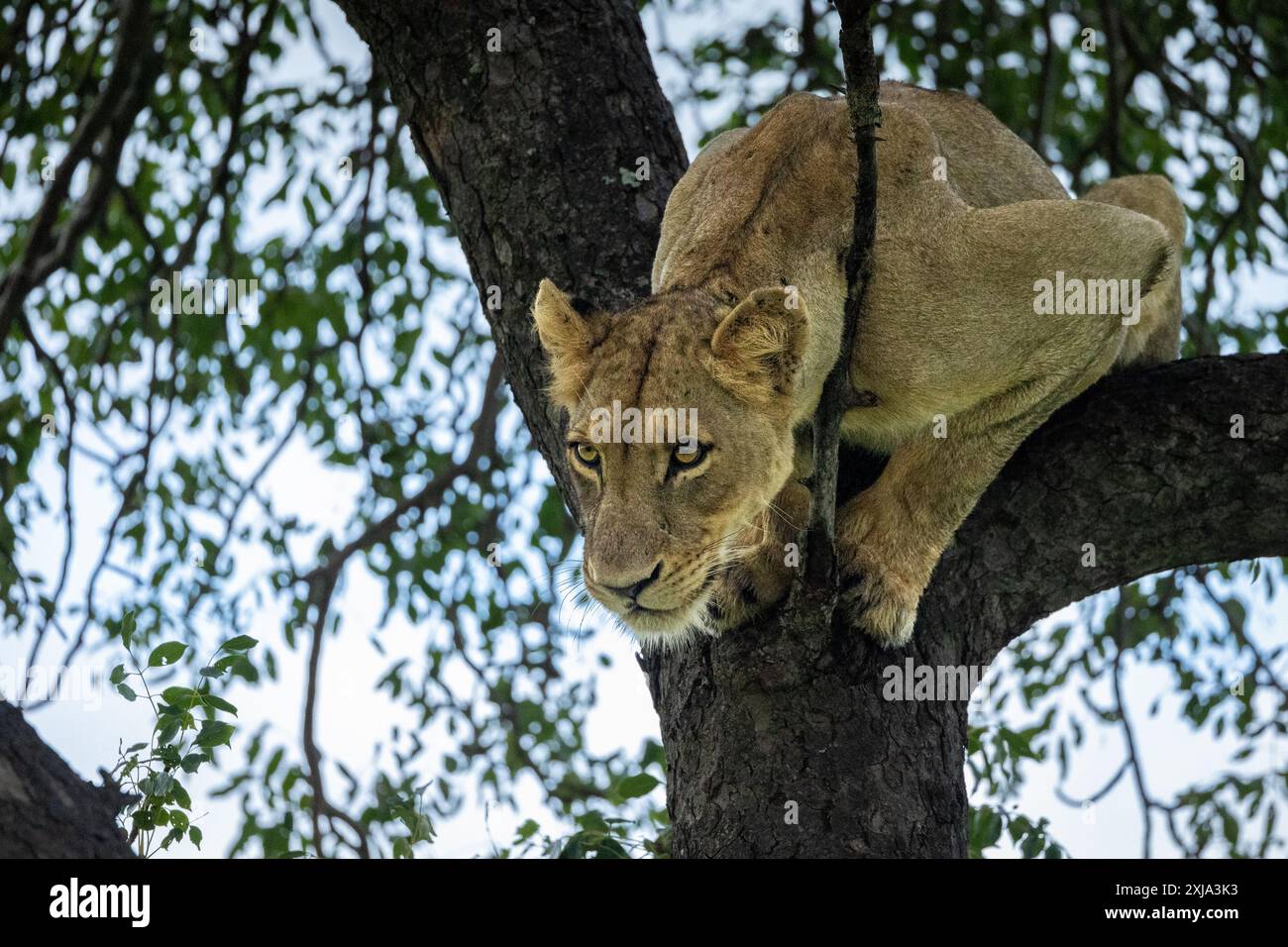 A lioness, Panthera Leo, decends from a Marula tree Stock Photo - Alamy