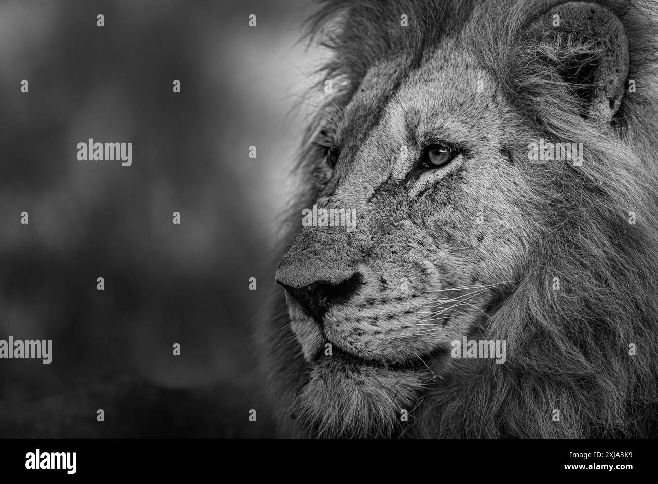 A close-up of a male lion, Panthera Leo, in black and white Stock Photo ...