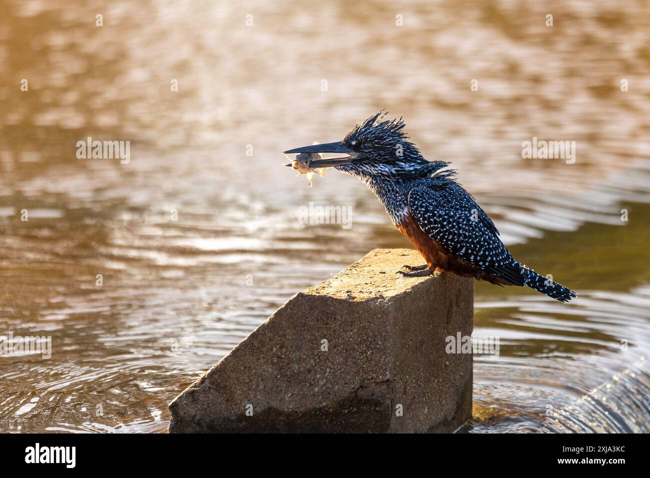 A giant kingfisher, Megaceryle maxima, catching a fish Stock Photo - Alamy