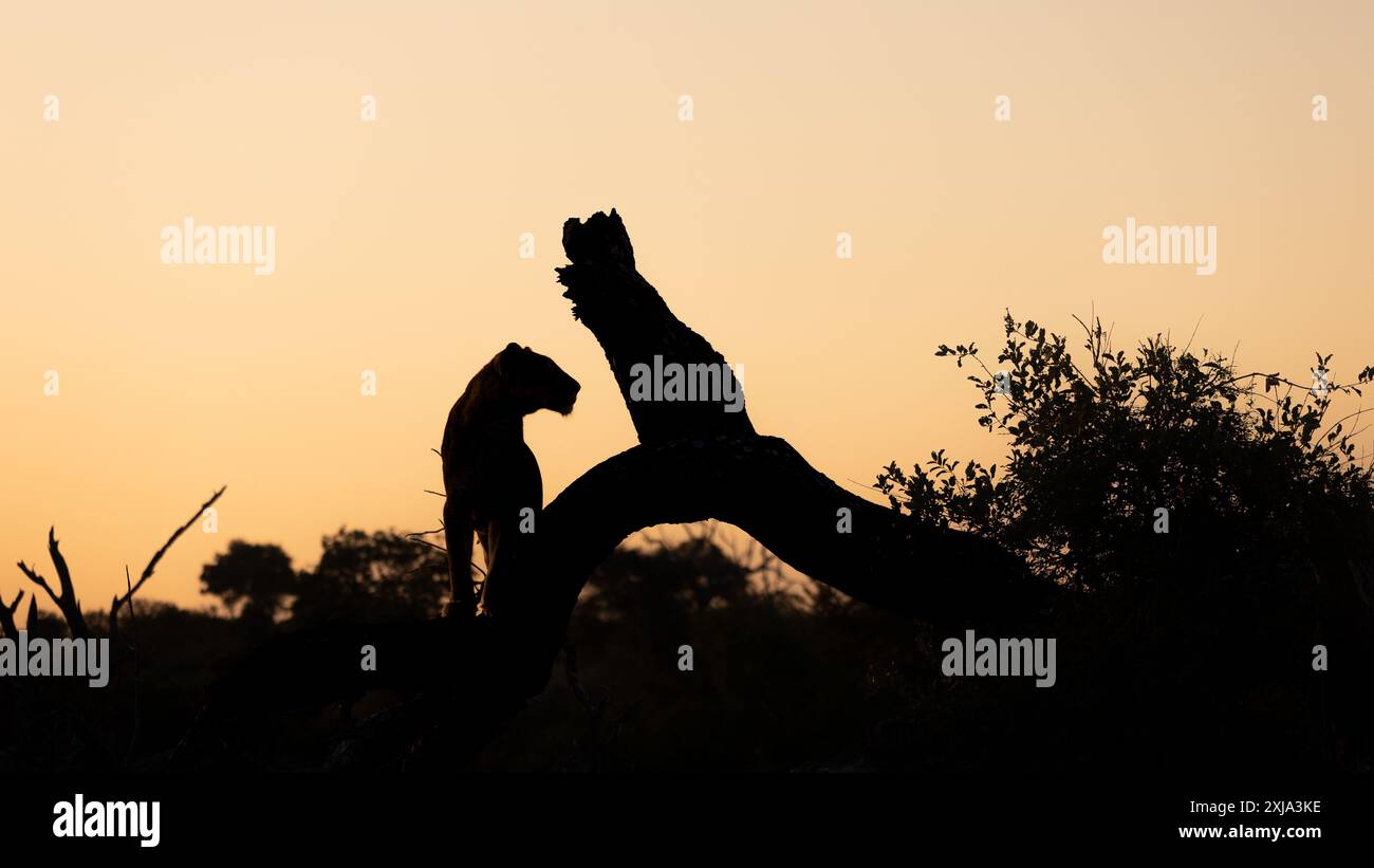 Lioness panthera leo sitting hi-res stock photography and images - Alamy