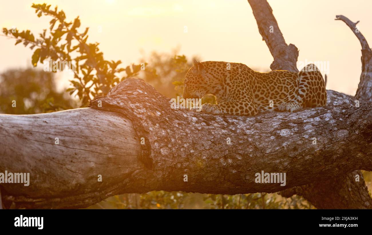 A female leopard, Panthera pardus, lying on a tree, sunrise backlit ...
