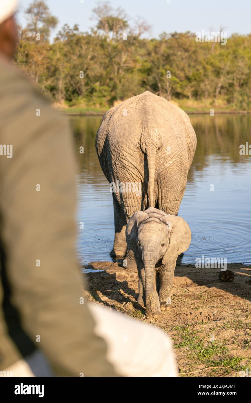 Elephant and calf rear view hi-res stock photography and images - Alamy