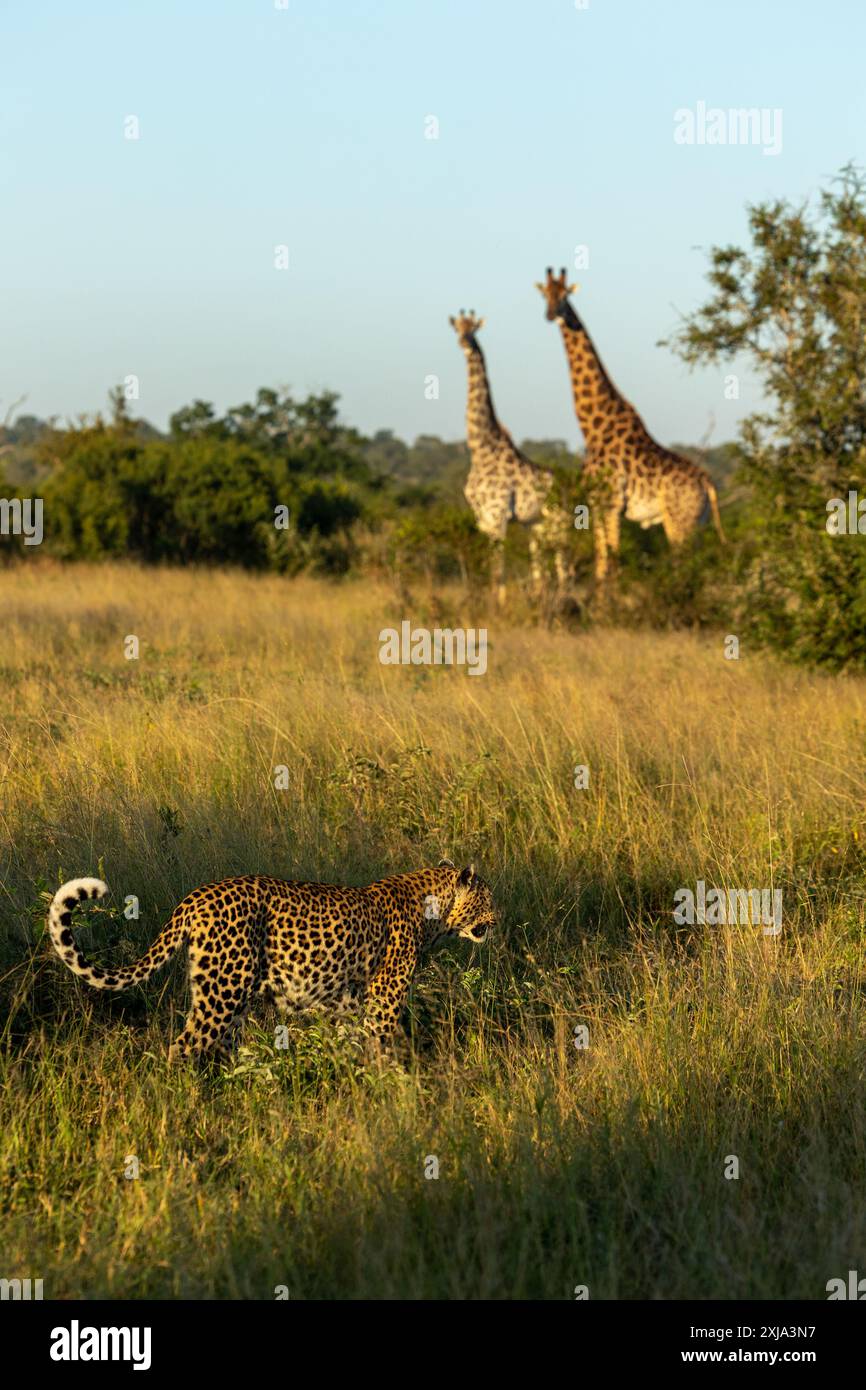 A leopard, Panthera pardus, walking past two giraffes, Giraffa Stock ...