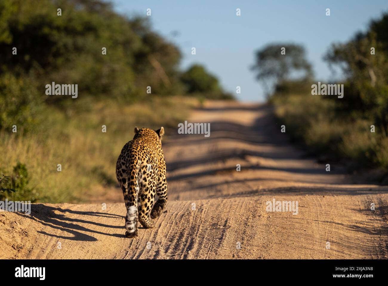The back view of a leopard, Panthera pardus, walking down a road Stock ...