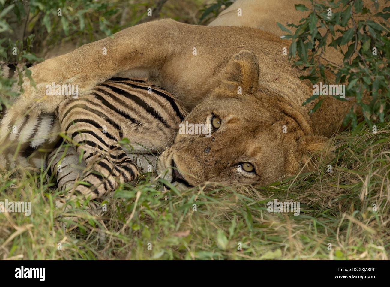 A lion, Panthera leo, feeding on a zebra, Equus quagga, kill Stock ...