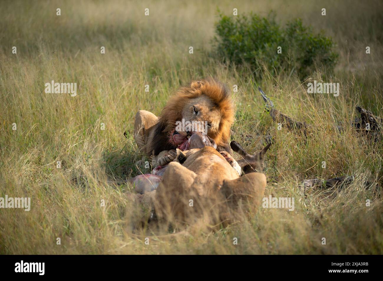 A male lion, Panthera leo, feeding on a kill Stock Photo - Alamy