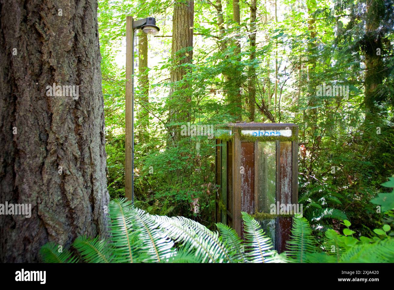 Kopachuck State Park, a telephone booth in dense woodland and a light ...