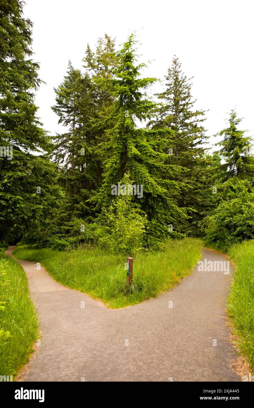 Two paths fork forest hi-res stock photography and images - Alamy