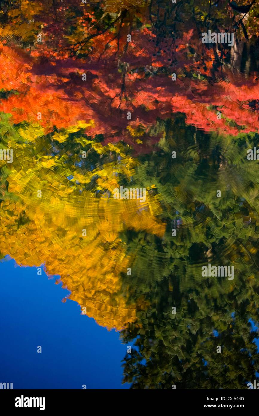Washington park arboretum seattle fall hi-res stock photography and ...