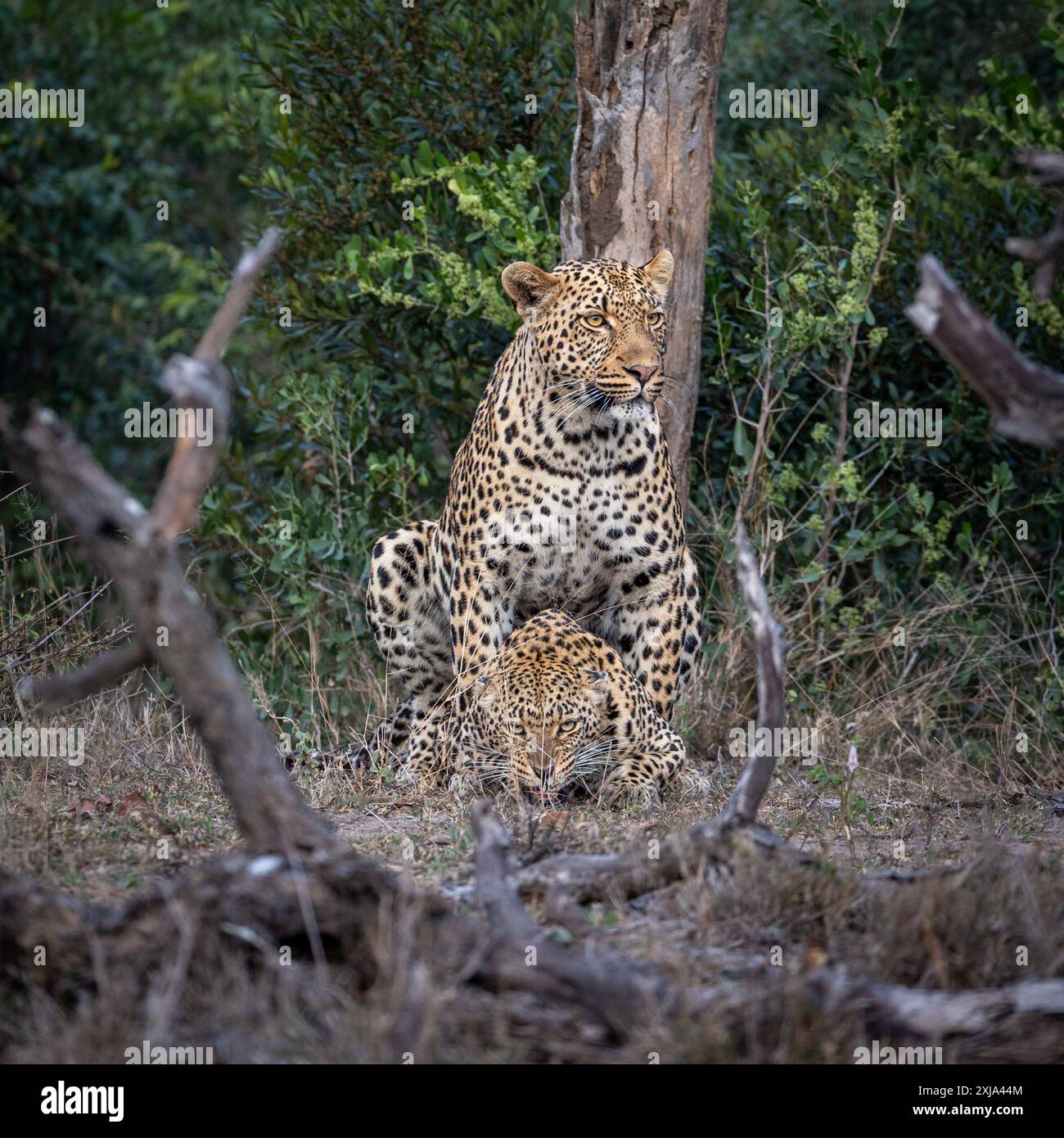 A male and a female leopard, Panthera pardus, mating Stock Photo - Alamy