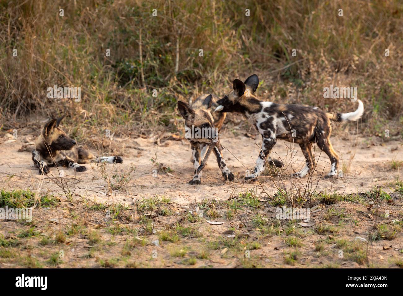 Wild dog puppies, Lycaon pictus, run and play together Stock Photo - Alamy