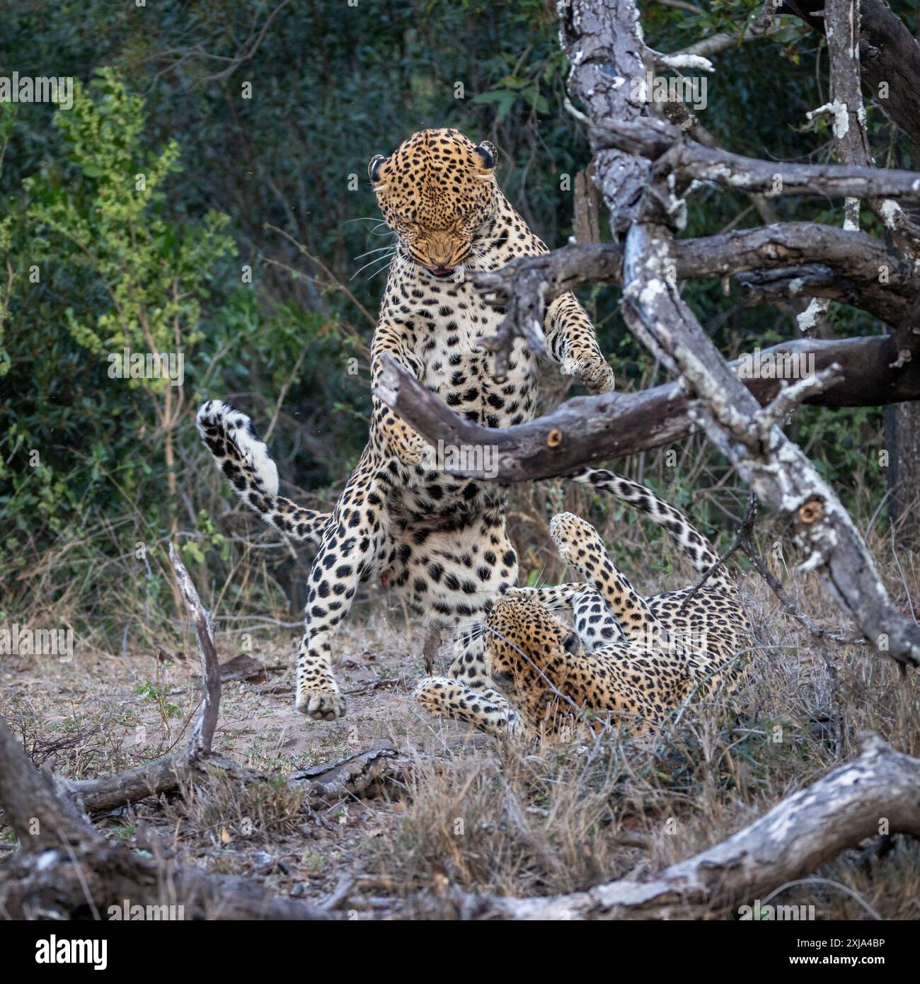 A male and a female leopard, Panthera pardus, mating Stock Photo - Alamy