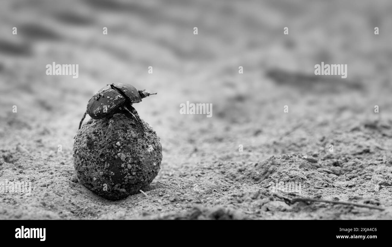 A dung beetle, Scarabaeidae, rolling a ball of dung, in black and white ...