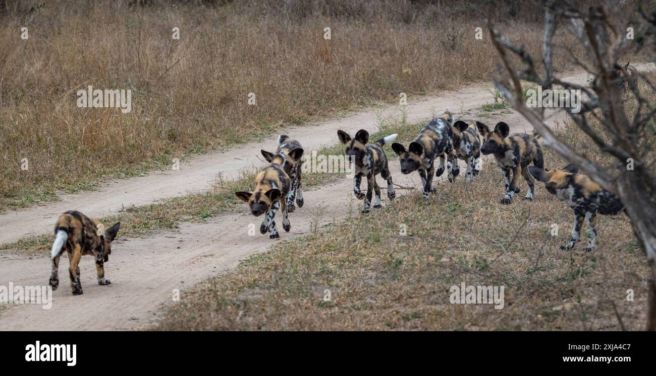 Wild dog puppies, Lycaon pictus, run together Stock Photo - Alamy
