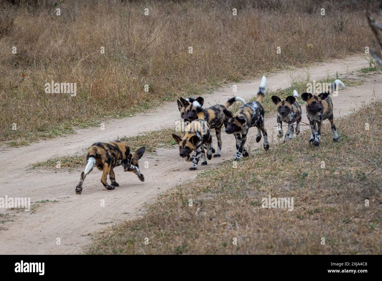 Lycaon pictus puppies hi-res stock photography and images - Alamy
