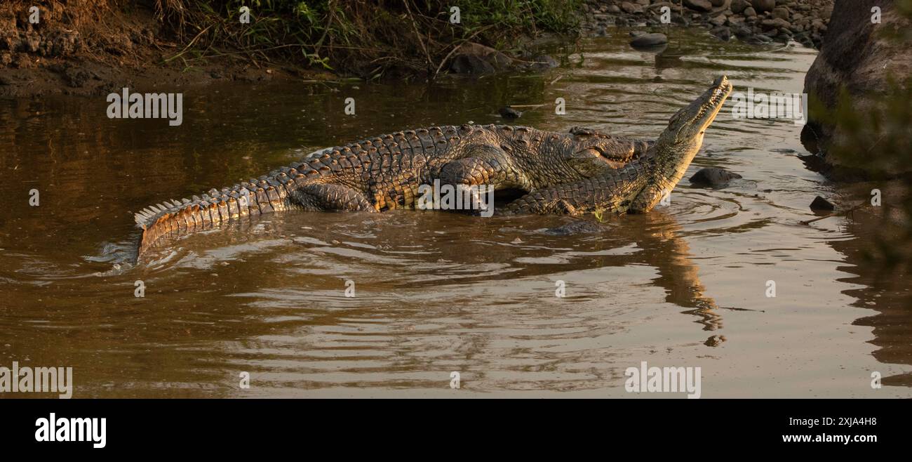 Crocodiles mating hi-res stock photography and images - Alamy