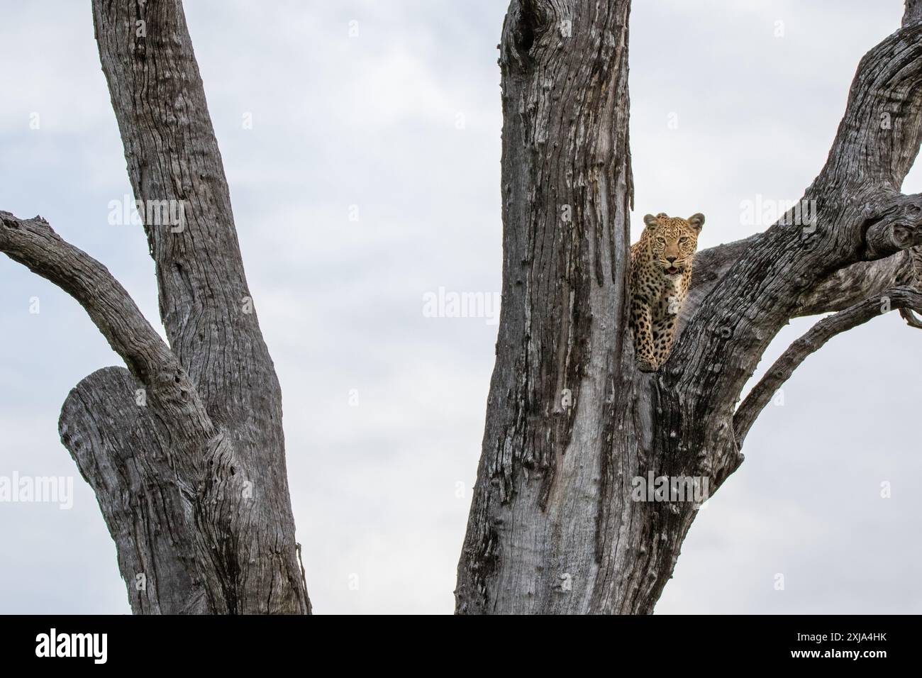A female leopard, Panthera pardus, lying in a dead leadwood tree, in ...