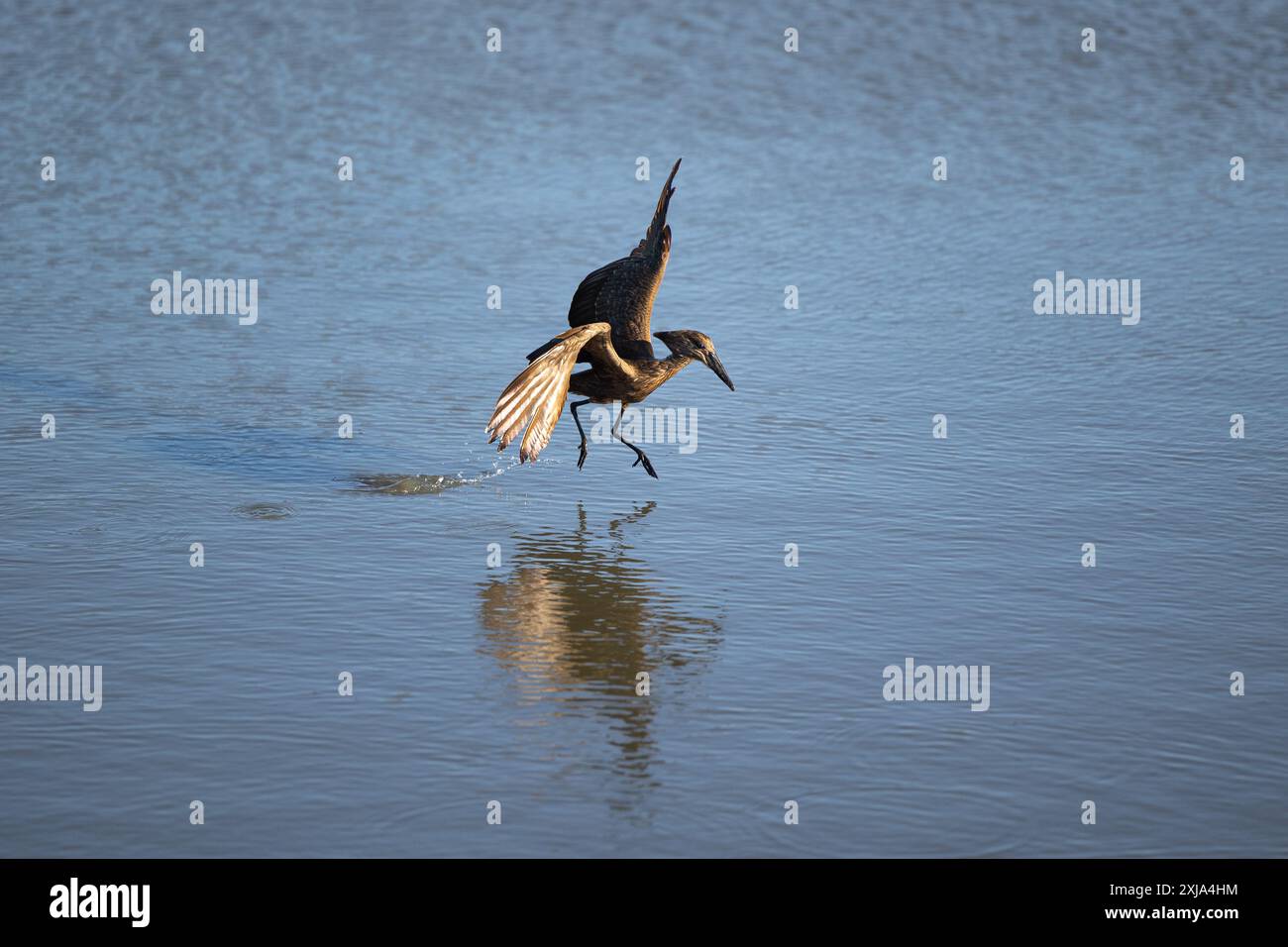 Hamerkop in flight hi-res stock photography and images - Alamy