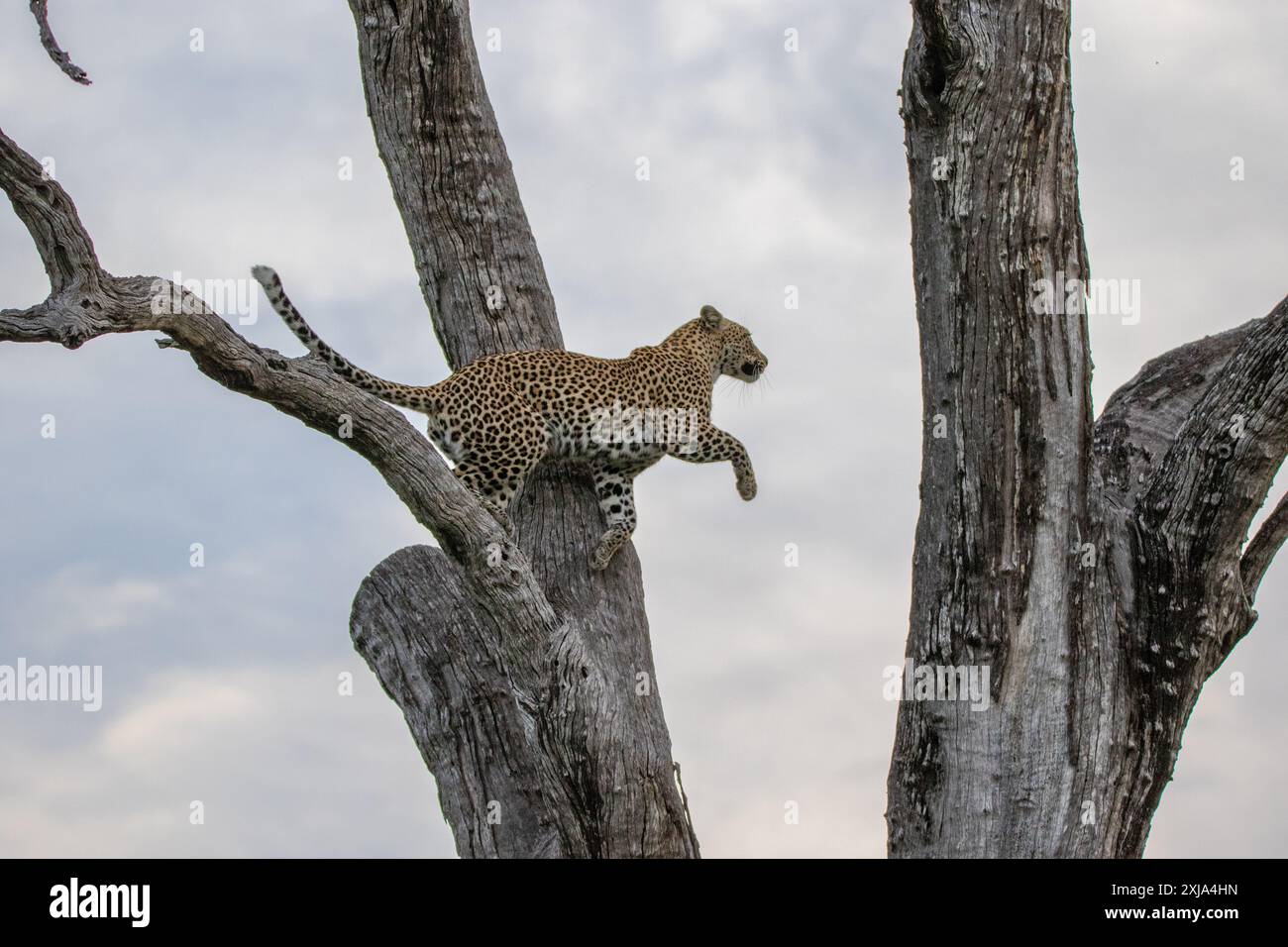 A female leopard, Panthera pardus, jumping to a branch Stock Photo - Alamy