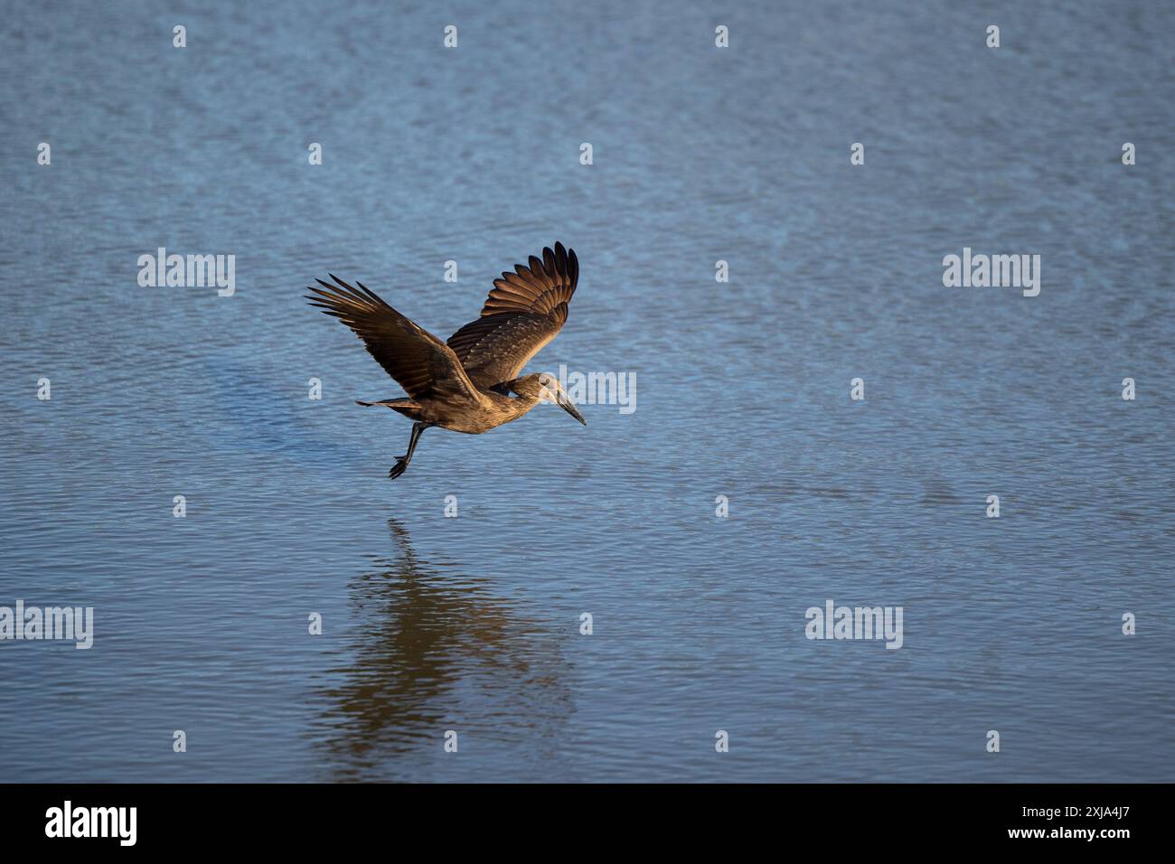 Hamerkop in flight hi-res stock photography and images - Alamy