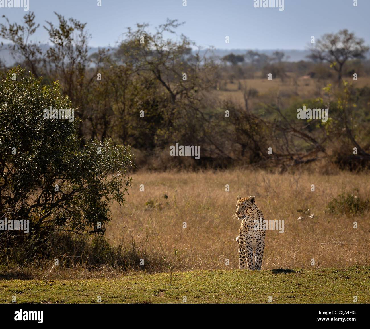 A female leopard, Panthera pardus, standing in a clearing, wide-angle ...