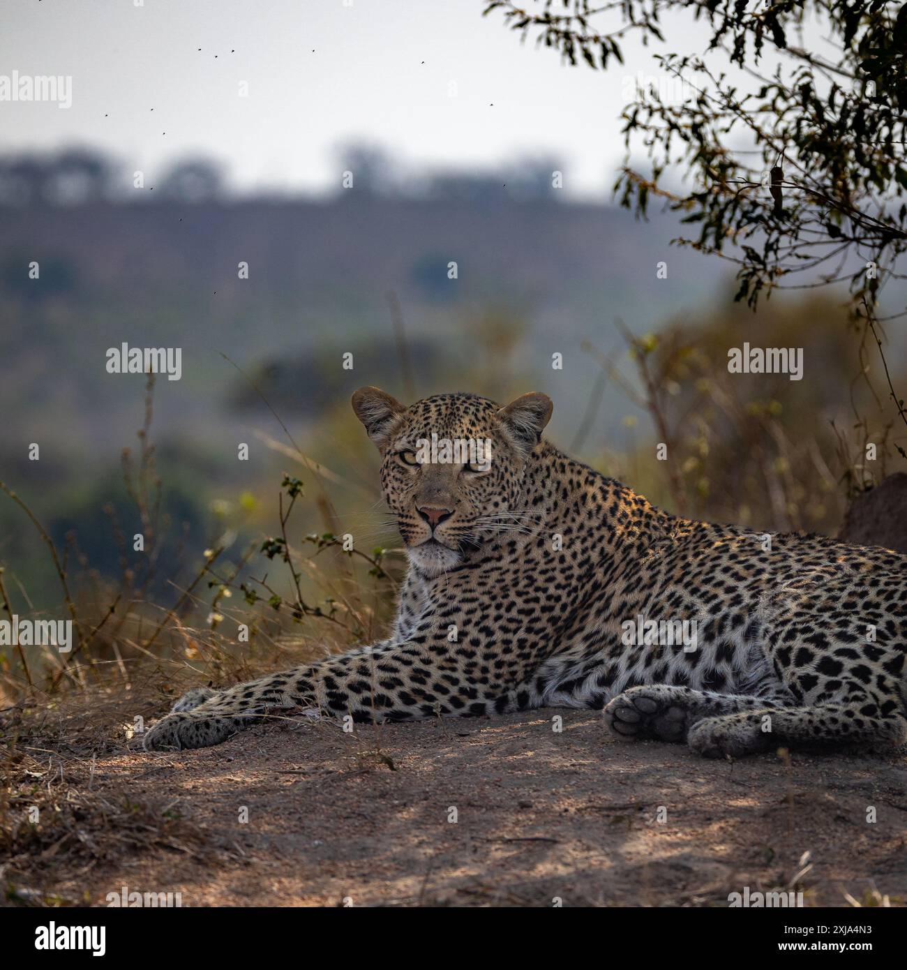 A female leopard, Panthera pardus, lying down on a mound, direct gaze ...
