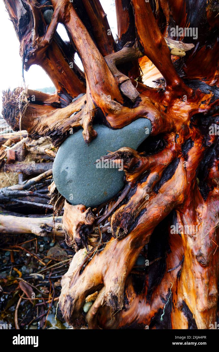 Rocks embedded in cedar tree root ball Stock Photo - Alamy