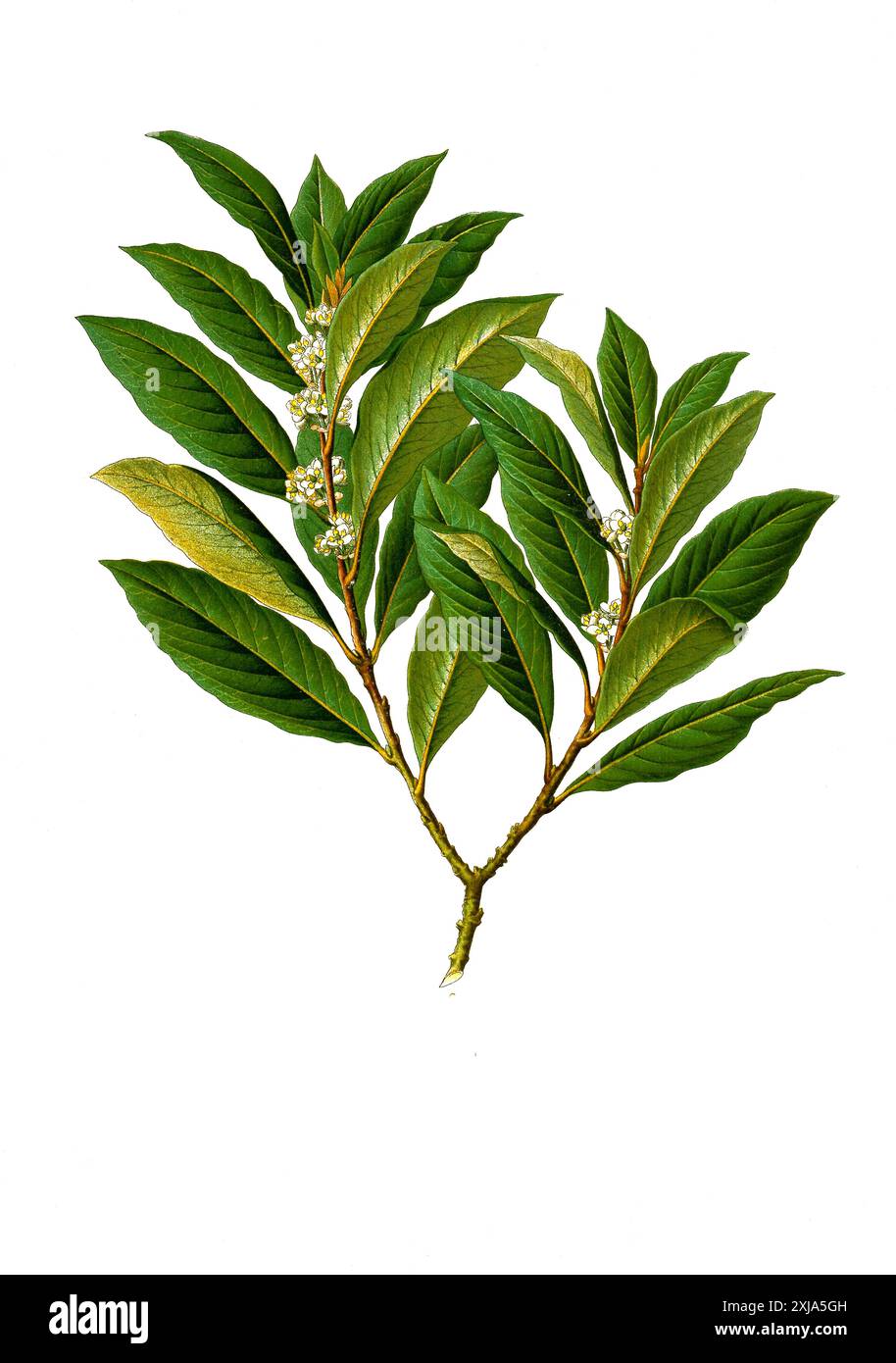 Echter lorbeer hi-res stock photography and images - Alamy